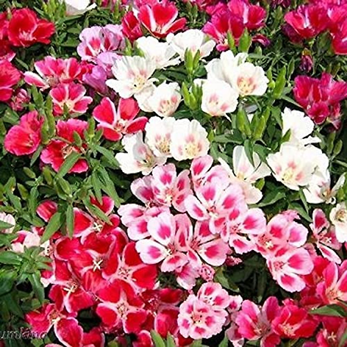 Seeds Satin Flower (Godetia) Mix Large Flower Indoor Garden Beautiful Flowers Annual for Planting Non GMO