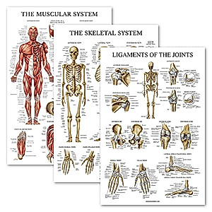 Palace Learning 3 Pack - Muscle + Skeleton + Ligaments of the Joints Anatomy Poster Set - Muscular and Skeletal System Anatomical Charts - Laminated 18" x 24"