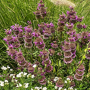 Outsidepride Monarda Citriodora Lemon Mint Bee Balm Plant Herb Garden Plants & Flowers - 5000 Seeds