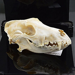 Hot Dog Skull Taxidermy Supplies Art Bone Vet Medicine 1:1