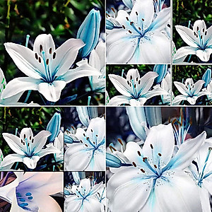 QAUZUY GARDEN 50 Rare Blue Lily Seeds Perennial Lilium Flower Showy Blossoms Home Bonsai Garden Decor Deer Resistant Easy to Grow Attract Pollinators