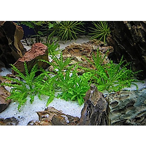 Mainam Pogostemon Helferi Downoi Live Aquarium Plants in Tissue Culture 100% Pest Free for Foreground Freshwater Aquatic Tank Imported Direct from Grower