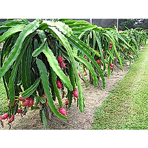 1214-Dragon Fruit, Mixed Red-White (Pitaya Blanca,roja) Seeds by Robsrareandgiantseeds UPC0764425788676 Non-GMO,Organic,Historic Plants, Bonsai, Tropical Fruit,Cactus, Betacyanins Package of 15 Seeds