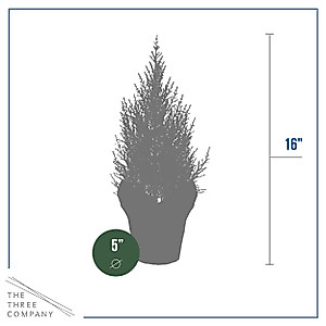 Live Lemon Cypress Tree - Tabletop Decoration - 12" Tall by 5" Wide in Deco Cover