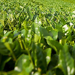 innisfree Green Tea Hydrating Cleansing Oil Face Cleanser Makeup Remover , 5.07 Fl Oz (Pack of 1)