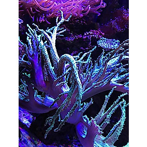 PhosGuard, 20 L / 5.3 gal.