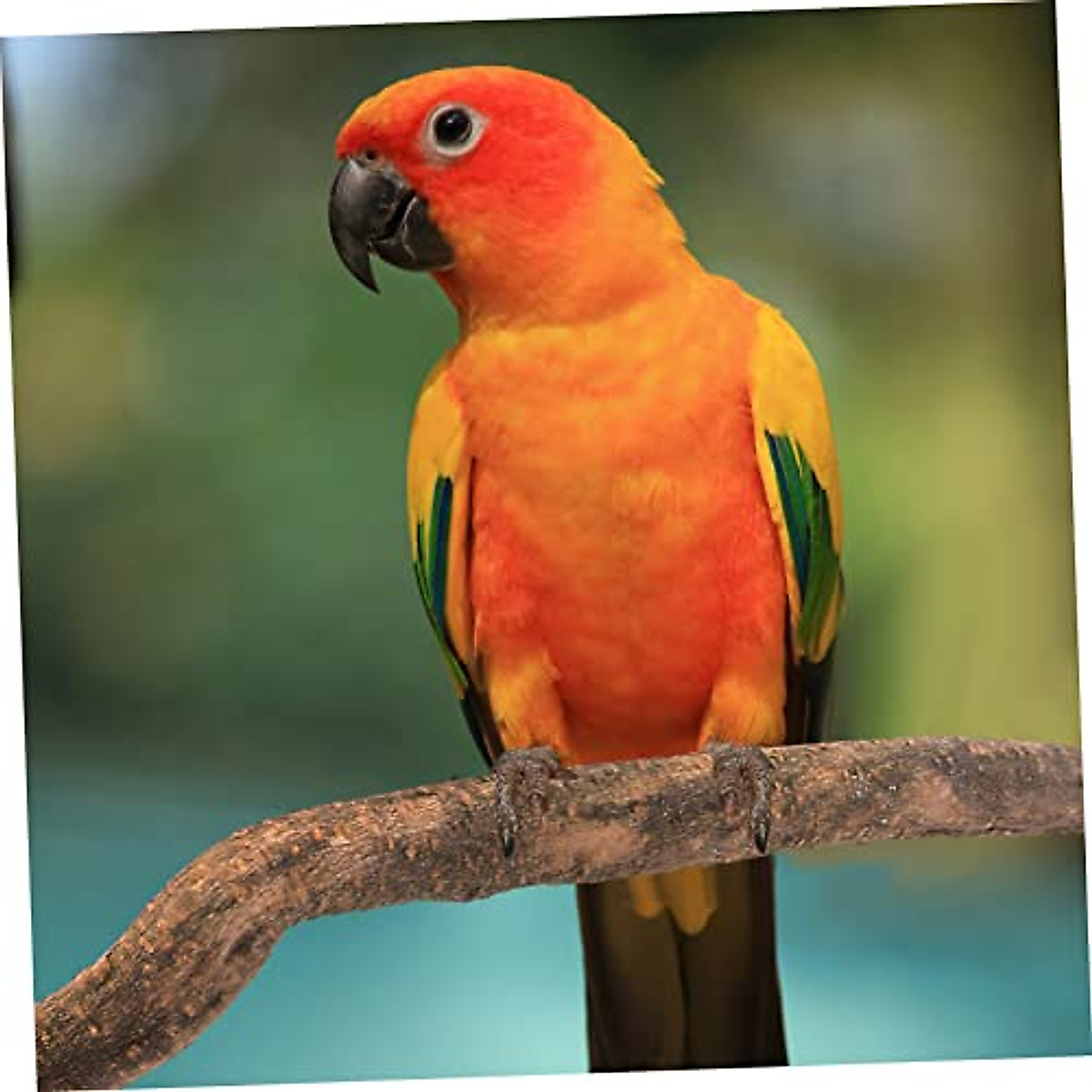 Mipcase 1pc Training Cockatiels Branches Toys Parakeet Supply Resistant Paw Perch Stand Wooden Accessories Conures Bird for Cage Stick Pet Bracket Caciques Parakeets Grinding Hamster