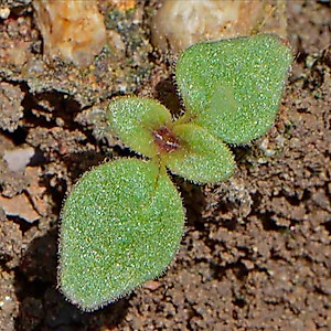 Seed Needs, Mixed Tetra Snapdragon Seeds - 1,000 Heirloom Seeds for Planting Antirrhinum majus - Annual Flowers to Attract Butterflies, Bumblebees, Honeybees & Other Pollinators (1 Pack)