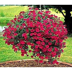 Red Petunia "Fire Chief ( 500 Seeds) Flower Great in Hanging Baskets,containers.