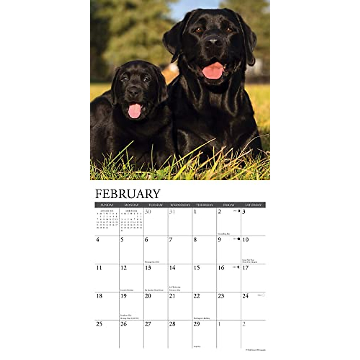 Willow Creek Press Black Labs Monthly 2024 Wall Calendar (12" x 12")