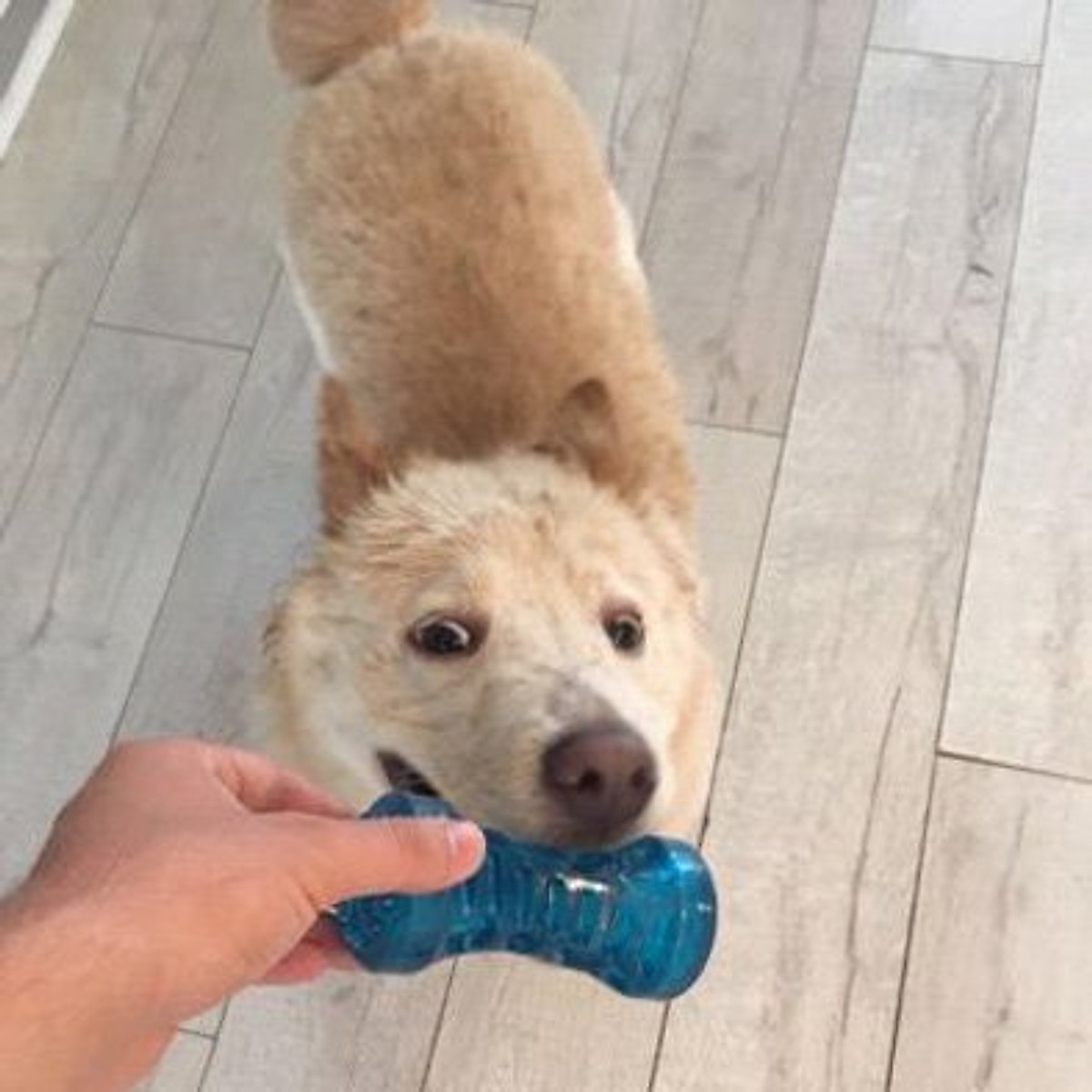 ADUCK Dog Chew Toys Squeaky Tooth Cleaning Bone (Dumbbell Series) Bite Resistant Squeeze Squeaker Puppy Dog Toys for Aggressive Chewers Training and Playing -7.09 inches (Crystal Blue - Large)