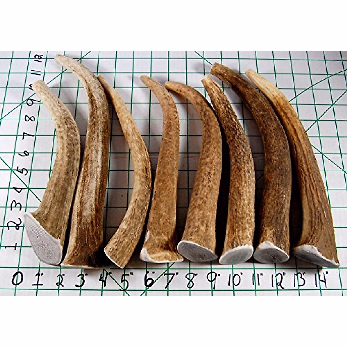 Big Dog Antler Chews Elk Antler Dog Chew, Extra Large Tine, 8 inches to 12 inches, XL - Great for Your Large to Extra Large Dogs and Puppies Brand