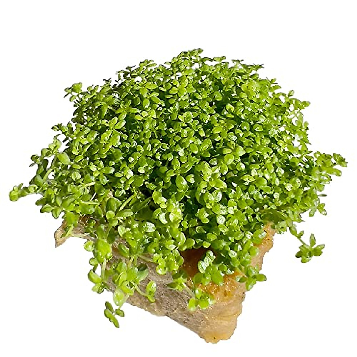 The Sun Ave Dwarf Baby Tears Hemianthus Callitrichoides HC Live Aquarium Plants Freshwater Fish Tank
