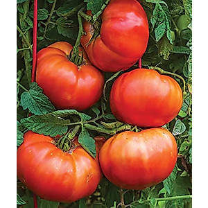 Burpee Steakhouse Hybrid 25 Non-GMO Large Beefsteak Garden Produces Giant 3 LB Fresh Tomatoes | Vegetable Seeds for Planting