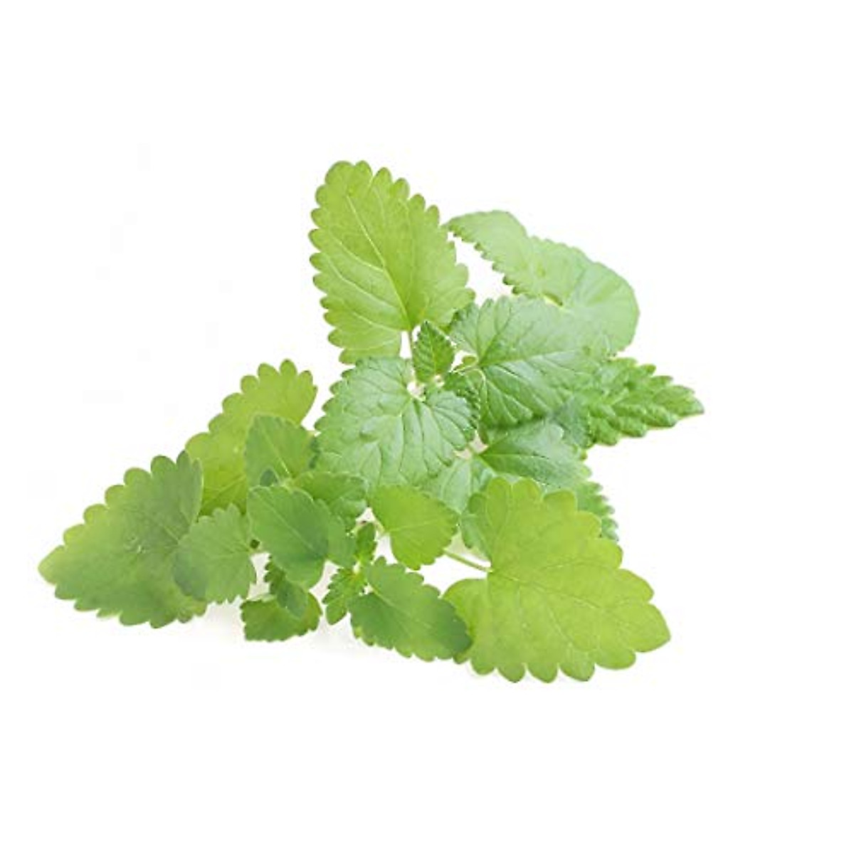 NatureZ Edge Catnip Seeds for Planting, 1700+ Herb Seeds, Indoor or Outdoor Growing, Your Cat Will Love Them, Non-GMO