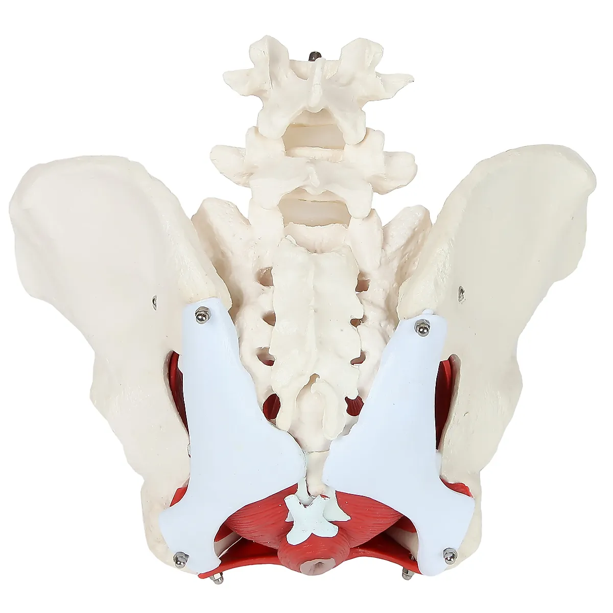 Axis Scientific Anatomy Model of Female Pelvis, Pelvic Floor Muscles and Reproductive Organs | Removable Organs Include Uterus, Colon and Bladder | Includes Product Manual