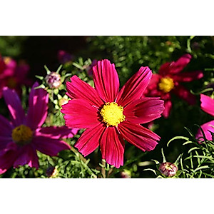 "Dwarf Red" Cosmos Flower Seeds for Planting, 100+ Heirloom Seeds Per Packet, (Isla's Garden Seeds), Non GMO Seeds, Scientific Name: Cosmos Bipinnatus, Great Home Flower Garden Gift