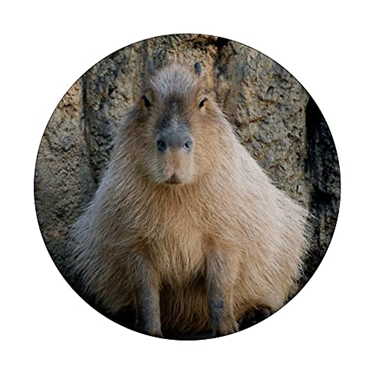 Capybara PopSockets Swappable PopGrip