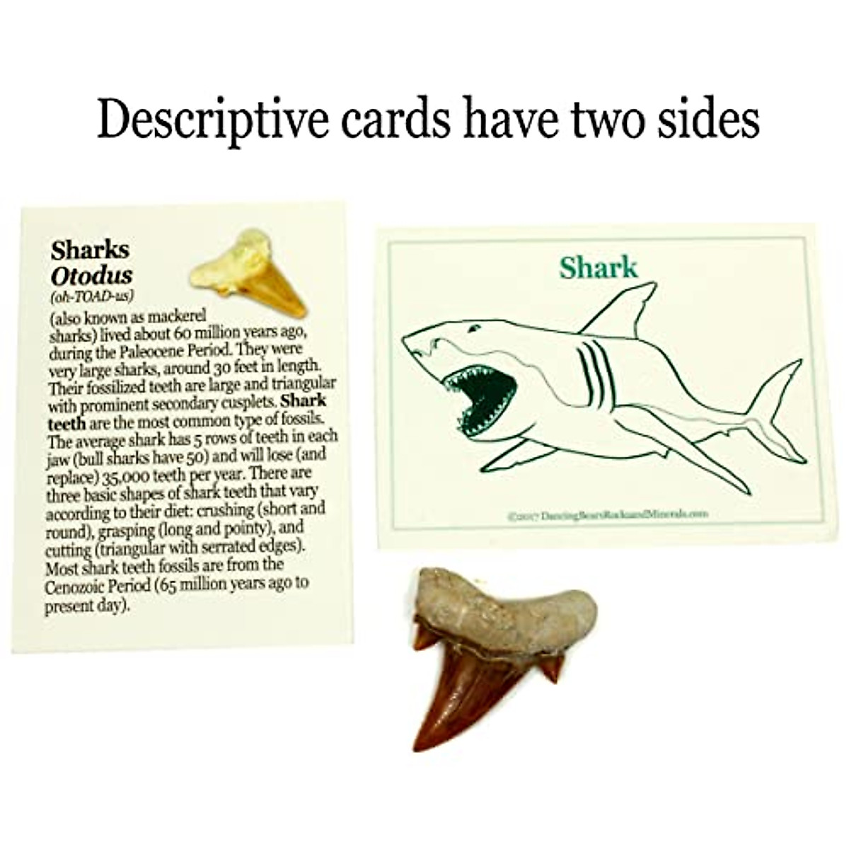 DANCING BEAR Fossil Collection Set, 20 Real Premium Specimens: Trilobite, Ammonite, Fish Fossil, Shark Tooth, Petrified Wood, Dinosaur Bone, Fossil Book, Time Scale, ID Cards, STEM Science Kit