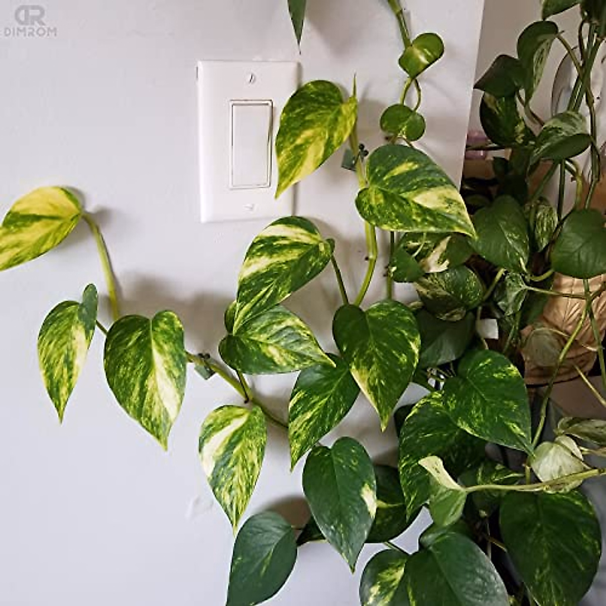 110Pcs Wall Plants Climber Vine Sticky Wall Clips Green 3 Different Size Wall Fixture Clips | Plant Fixture Cable Clips Self-Adhesive Plant Clips Fixing Hook Wall Vine Supports Traction Wall Clip