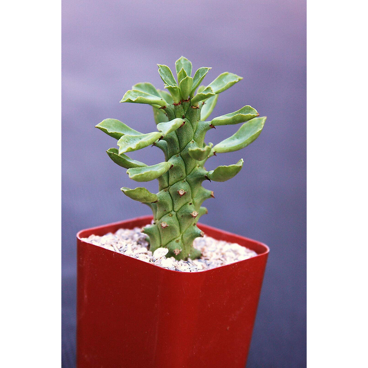 Toyensnow - Monadenium Guntheri Exotic Rare Cactus Aloe Cacti Caudex Euphorbia Bonsai (2" Pot)