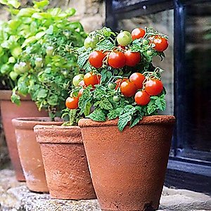 NIKA SEEDS - Vegetable Indoor Dwarf Tomato Santa Claus - 25 Seeds