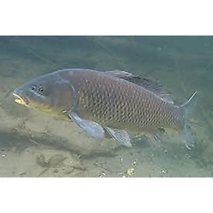 America's Best Koi Food 20 lbs Koi Fish Food 3/16 Inch - 1/4 Inch Large Floating Pond Pellets - Heavy Duty Sealed Bag