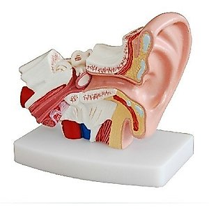 Doc.Royal Human Professional Desktop Ear Joint Simulation Model Medical Anatomy PVC Plastic Type DR-XF-102