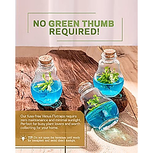 Venus Fly Trap, Grow Your Own Venus Flytrap in a 100% Self Sustaining Glass Terrarium, Maintenance Free, Easy to Grow, Healthy Growth Guarantee