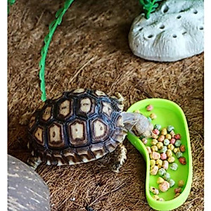 LSTCPGLAI 2 Pieces Tortoise Water Dish Reptile Water Dish Used for Tortoise Corn Snake Crawl Pet Eating and Drinking(Green)