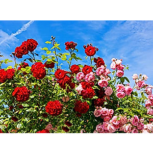 400+ Mixed Rose Seeds for Planting, Shrubs Perennial Bonsai Flower, Garden Yard Potted Decoration