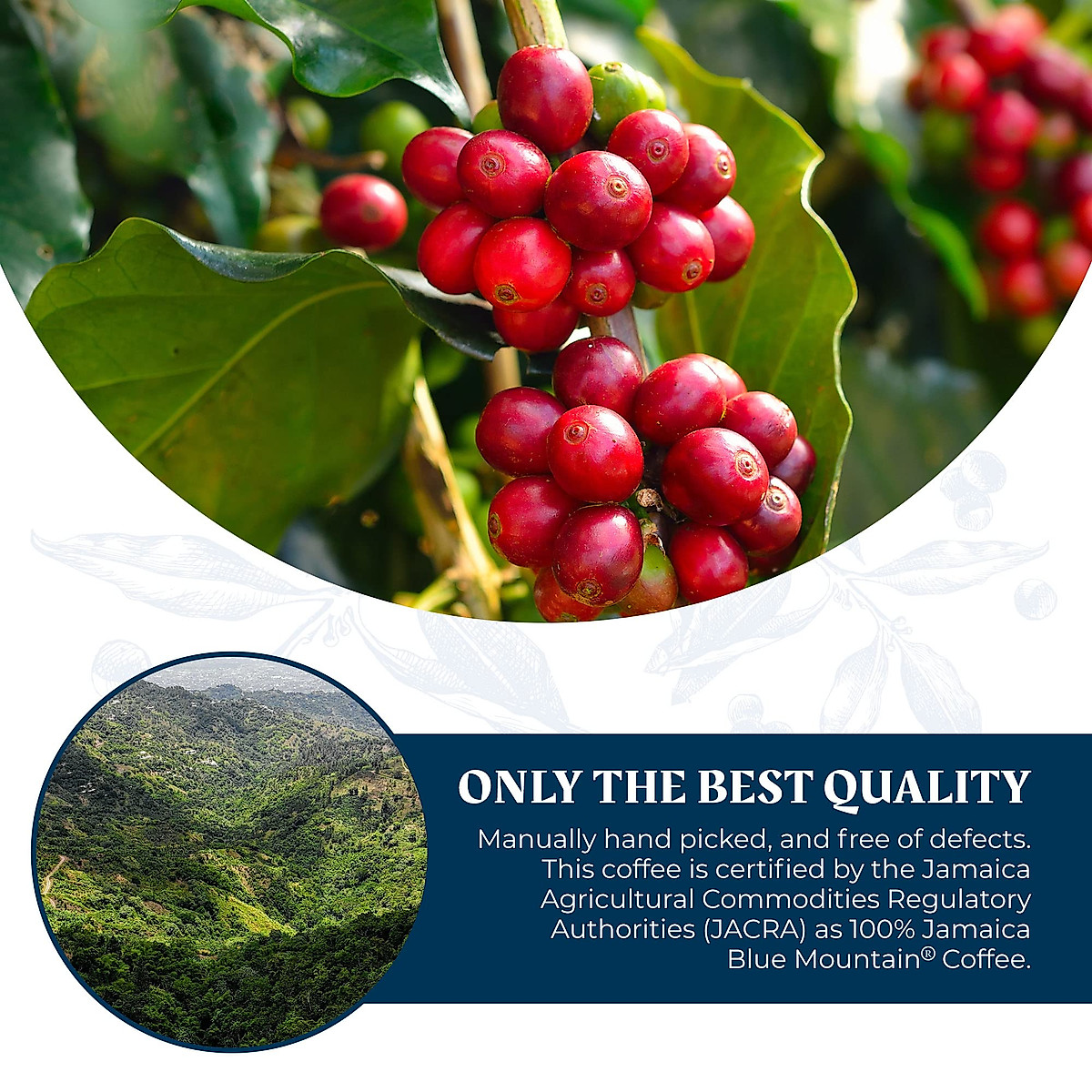 JA Coffee – 100% Jamaica Blue Mountain Coffee, Medium Roast, Whole Beans - Premium Arabica, Bag of 340 grams (0.75 Pounds - 12 ounces)