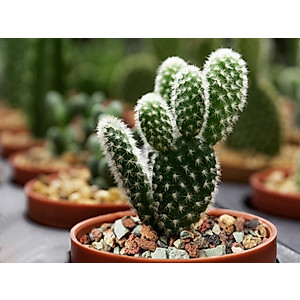 Boniosz 5lb Bonsai Succulent and Cactus Soil Gritty Mix Rocks Gravel for Terrarium Top Dressing Decorative Pebbles Potting Soil Amendment for Pots Indoor Plants, Fast Drainage, Neutralize Soil PH