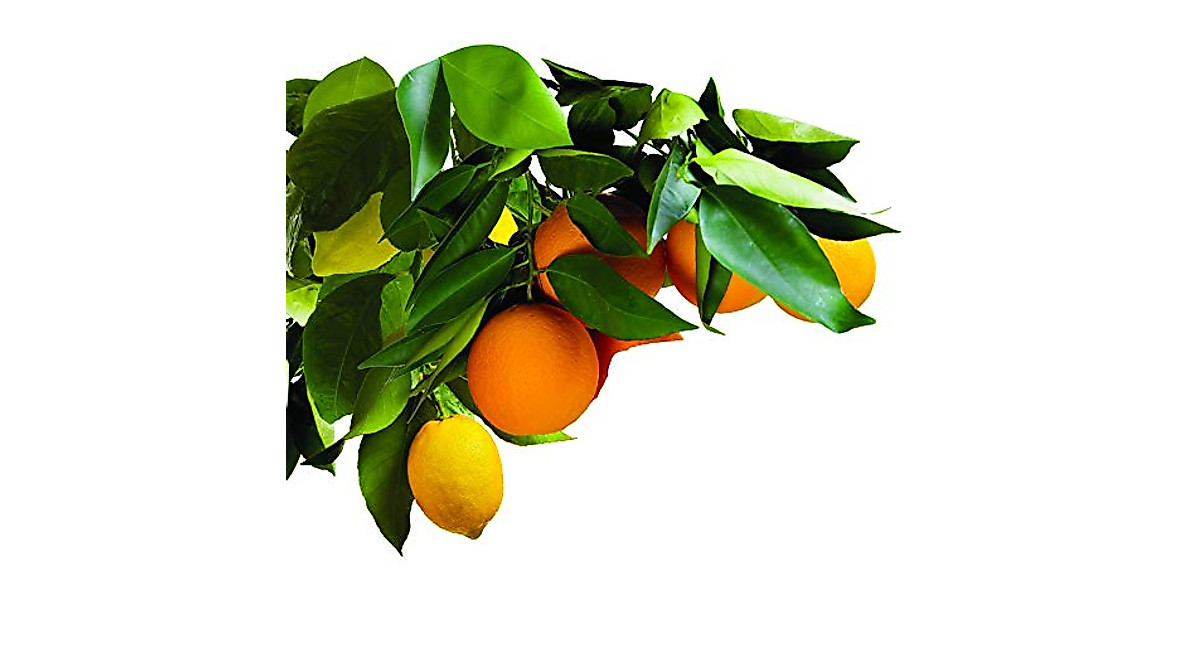 Jobe's Citrus Fertilizer Spikes - Slow Release, 5 Count