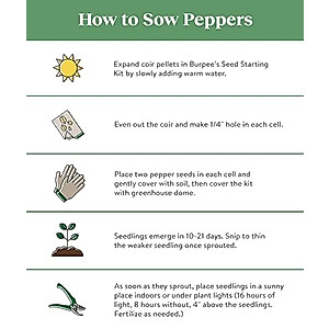 Burpee Carnival Mix Sweet Pepper Seeds 100 seeds