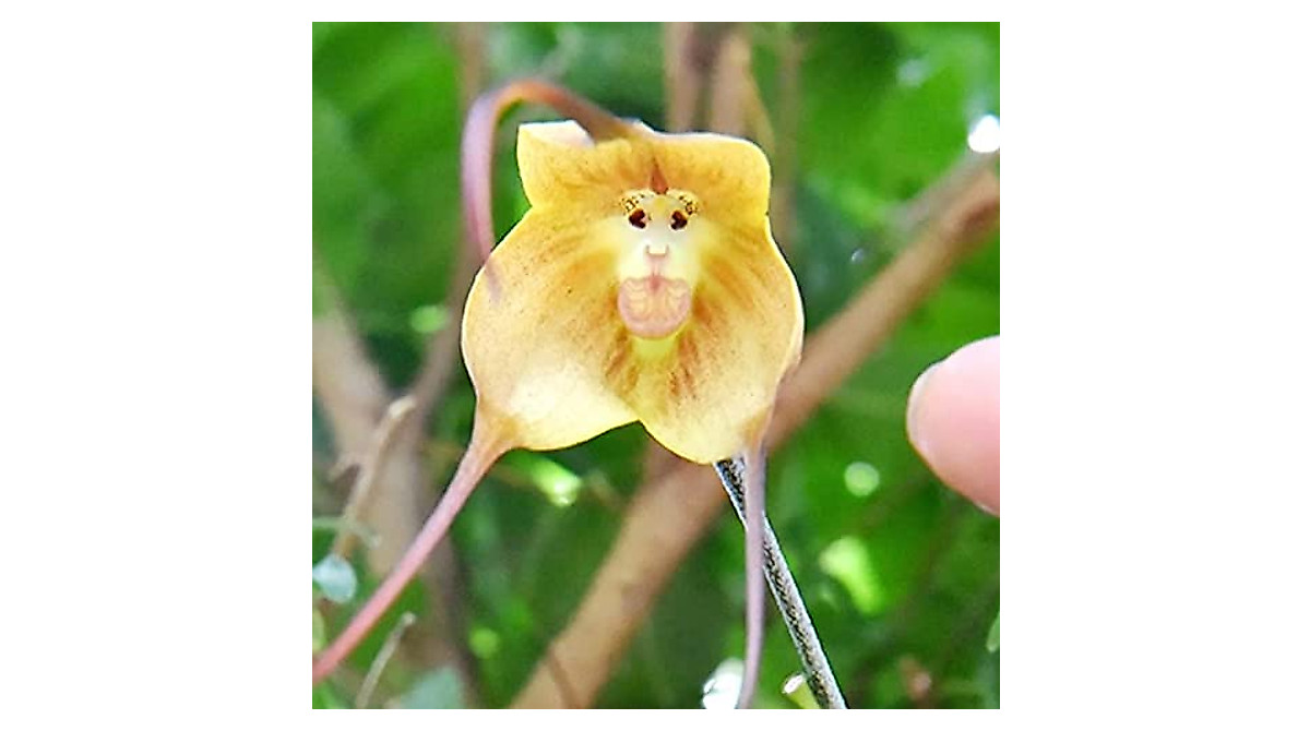 QAUZUY GARDEN 100 Mix Rare Monkey Face Orchid Seeds for Planting - Rare ...