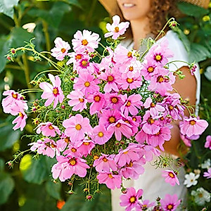 Cosmos Seeds - Gloria - 1 Pound - Pink Flower Seeds, Open Pollinated Seed Attracts Bees, Attracts Butterflies, Attracts Hummingbirds, Attracts Pollinators, Easy to Grow & Maintain, Extended Bloom