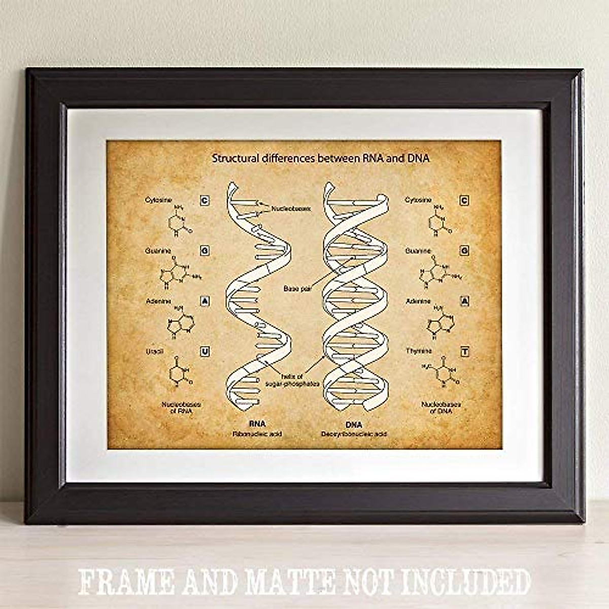 RNA & DNA - 11x14 Unframed Art Print - Makes a Great Science Room Decor and Gift Under $15 for Biologists and Biology Students