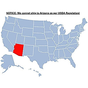 Brighter Blooms - Hybrid Poplar Tree - Live Shade Trees, 5-6 Feet, No Shipping to AZ