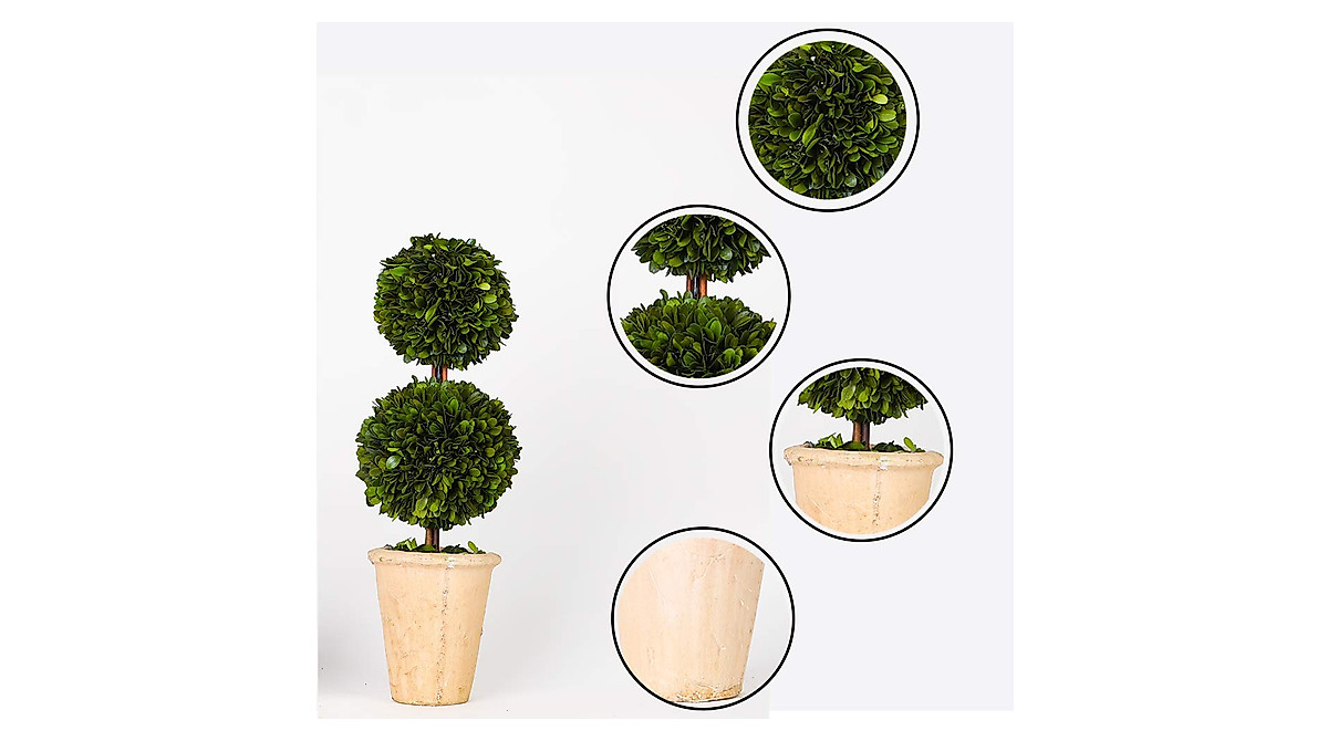 Boxwood VALLEY Preserved Topiary Tree - Home Decor