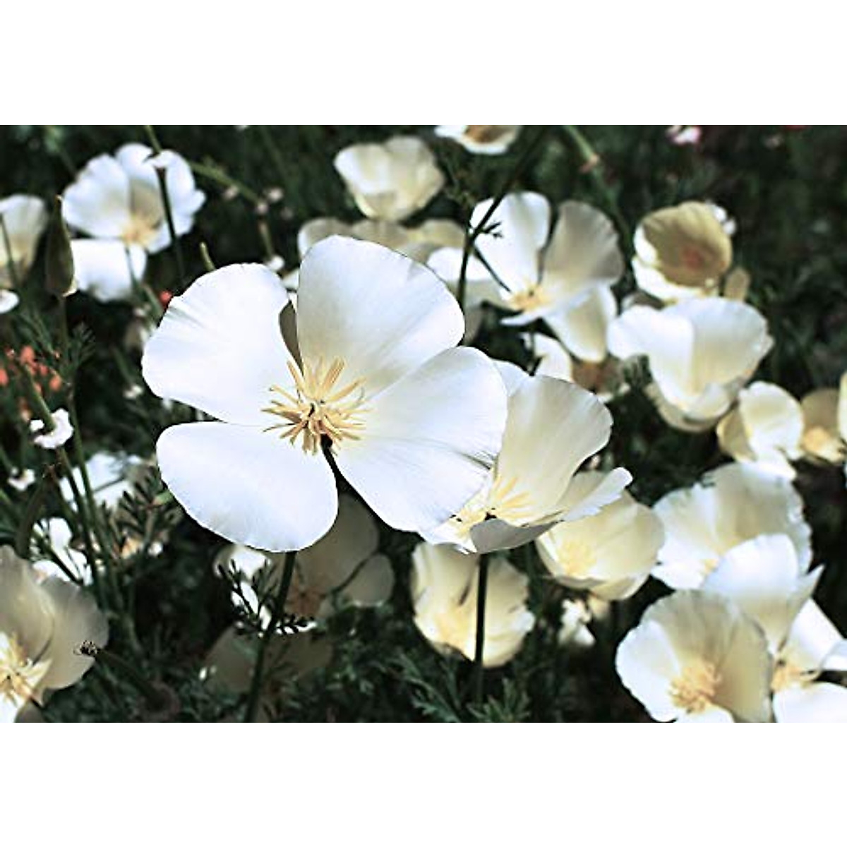 Ivory Castle White California Poppy Seeds for Planting, 1000+ Seeds Per Packet, (Isla's Garden Seeds), Non GMO & Heirloom Seeds, Scientific Name: Eschscholzia californica, Great Home Garden Gift