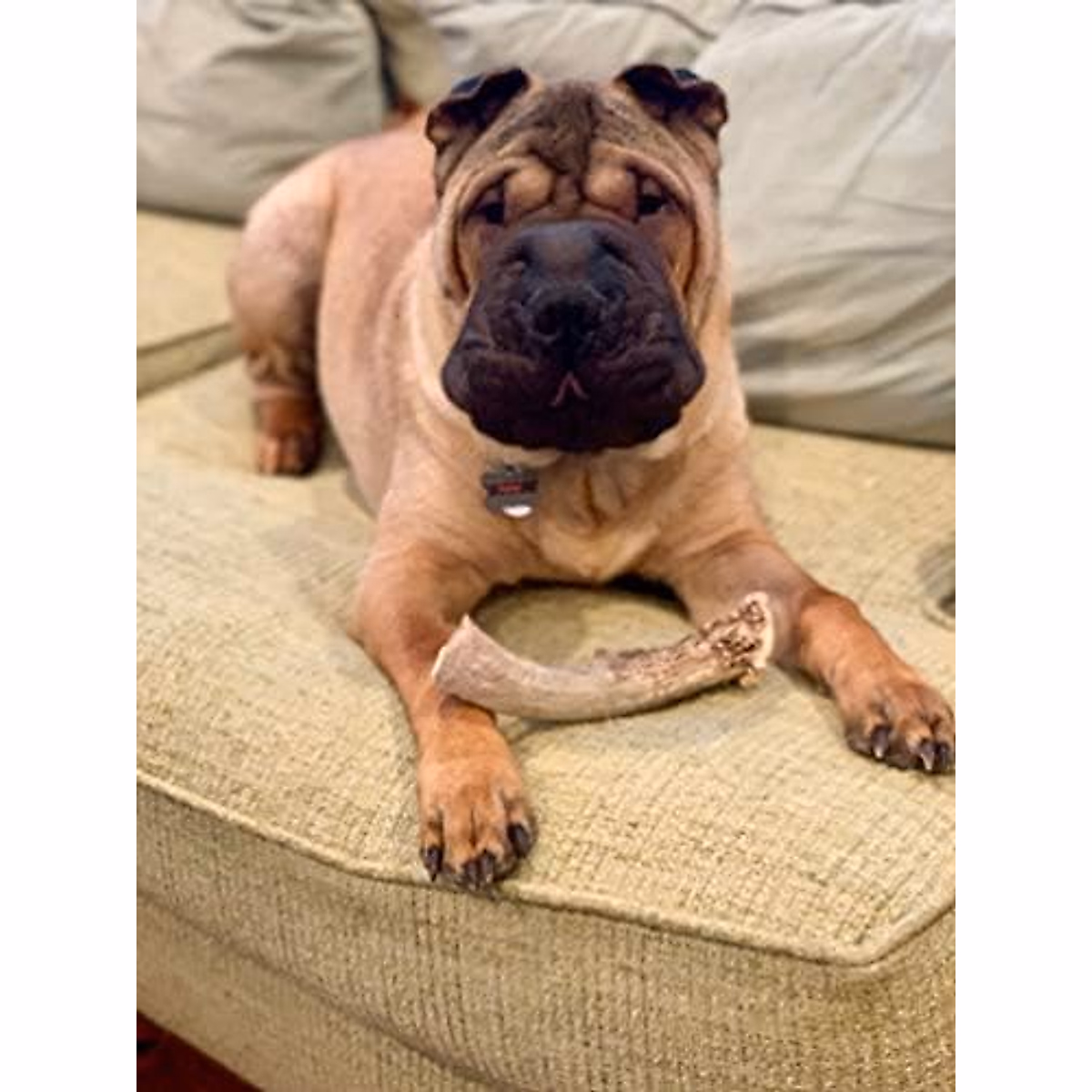 Deer Valley Chews Premium Deer Antler for Dogs - Large 6-7 Inches Long, Single Antler - All Natural Dental Treat for Teething and Chewing - Premium Grade, Naturally Shed