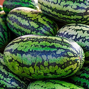 Watermelon-Congo (20 Seeds)