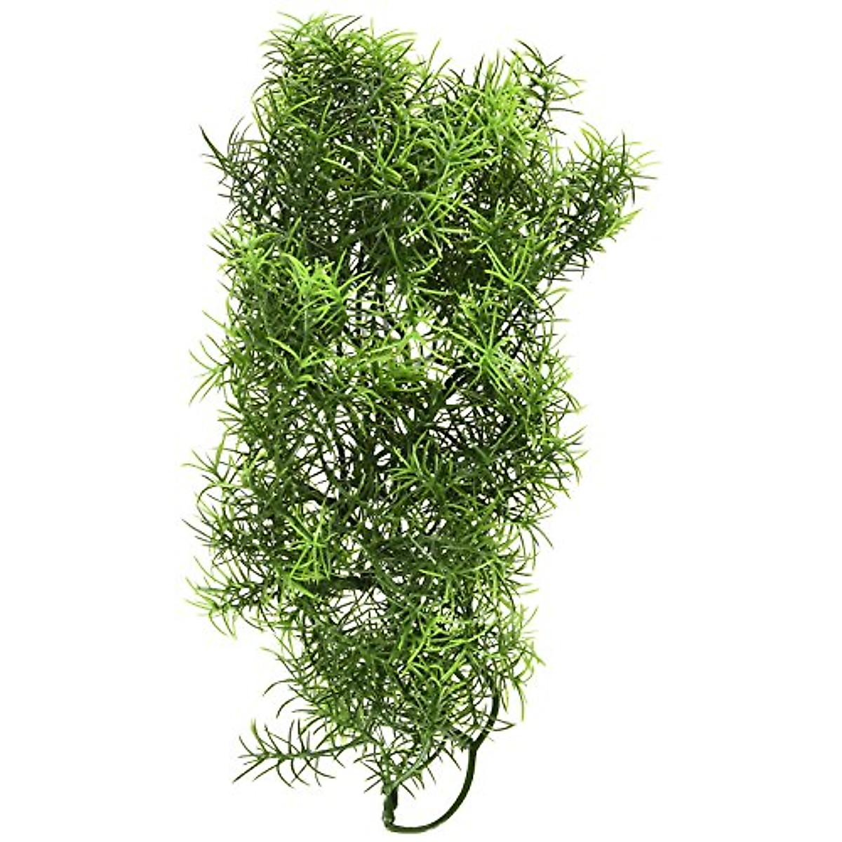 Zoo Med Laboratories SZMBU28 Natural Bushy Cashuarina, Medium