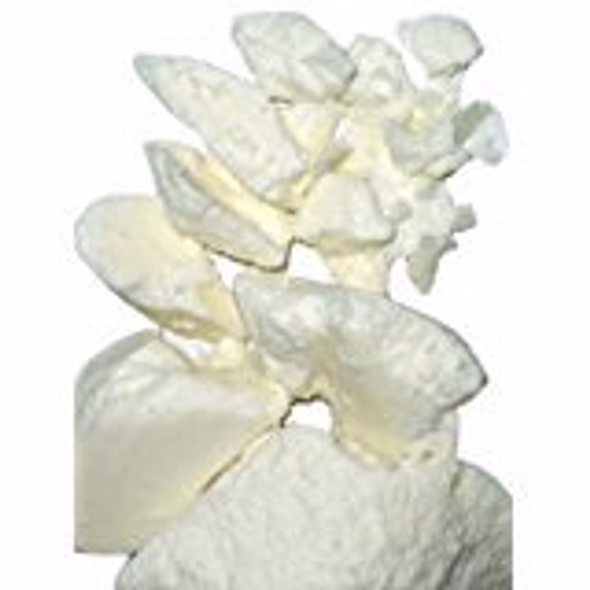 Yellow Brick Road Raw Mango Butter 16oz