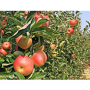 Rare Apple Tree Seeds 30+ Seeds Red Delicious Apple Seed Fruit Plant Garden
