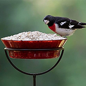 Audubon Park Sunflower Hearts & Chips Wild Bird Food, No Mess Sunflower Seeds for Birds, 5-Pound Bag