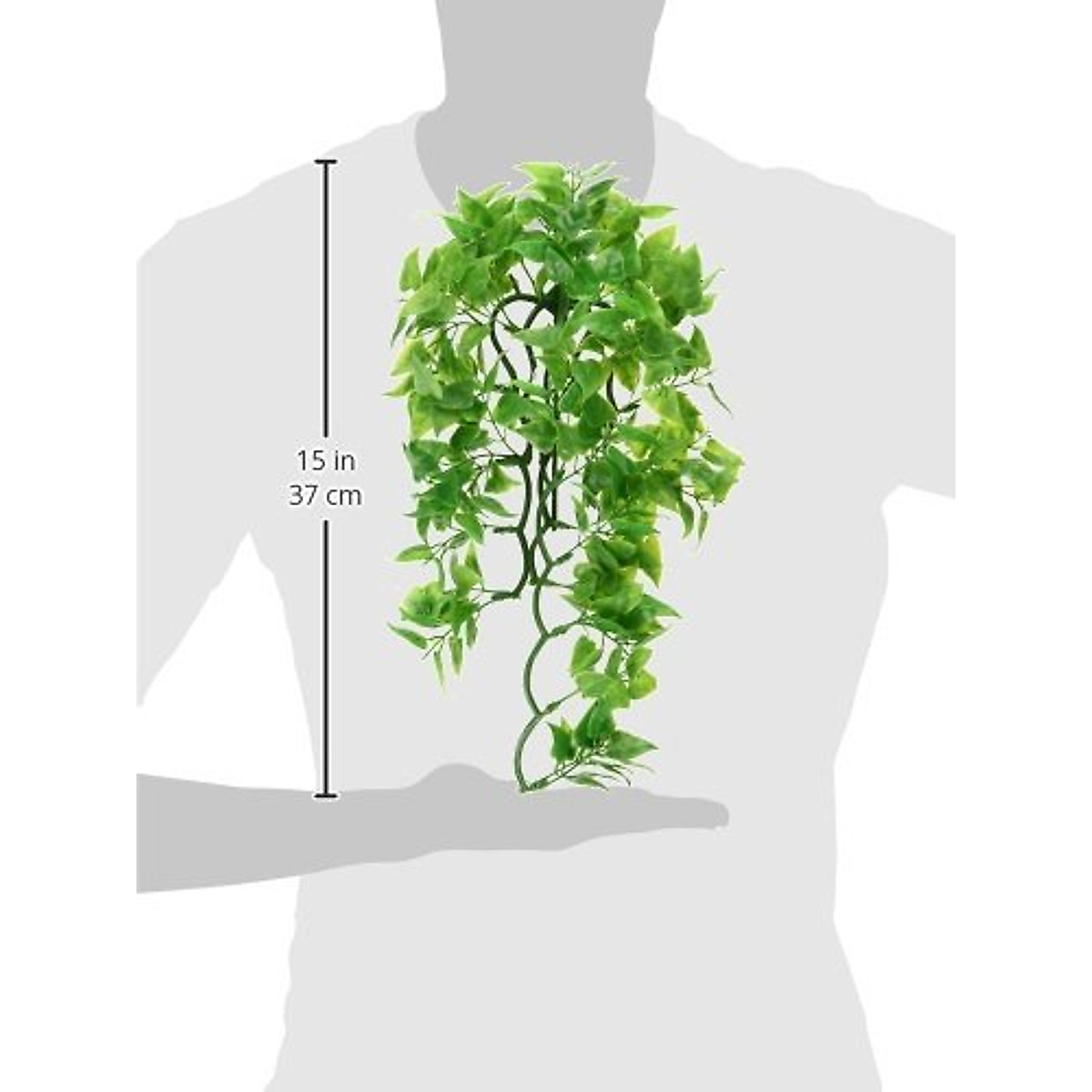 Zoo Med Laboratories SZMBU20 Natural Bushy Mexican Phyllo, Medium