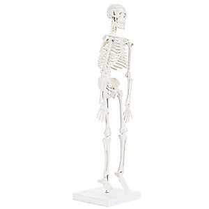 Anatomy Lab Human Skeleton Model, 19" Desktop Skeleton Has Movable Arms and Legs, Details Basic Human Skeletal System with Display Stand