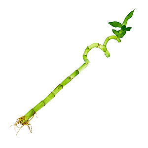 Mainam Lucky Bamboo Curly Dracaena sp Bundle US Nursery Live Aquarium Plants Freshwater Fish Tank House Plants Decorations Aquatic Plant 3 Days Pond Tropical